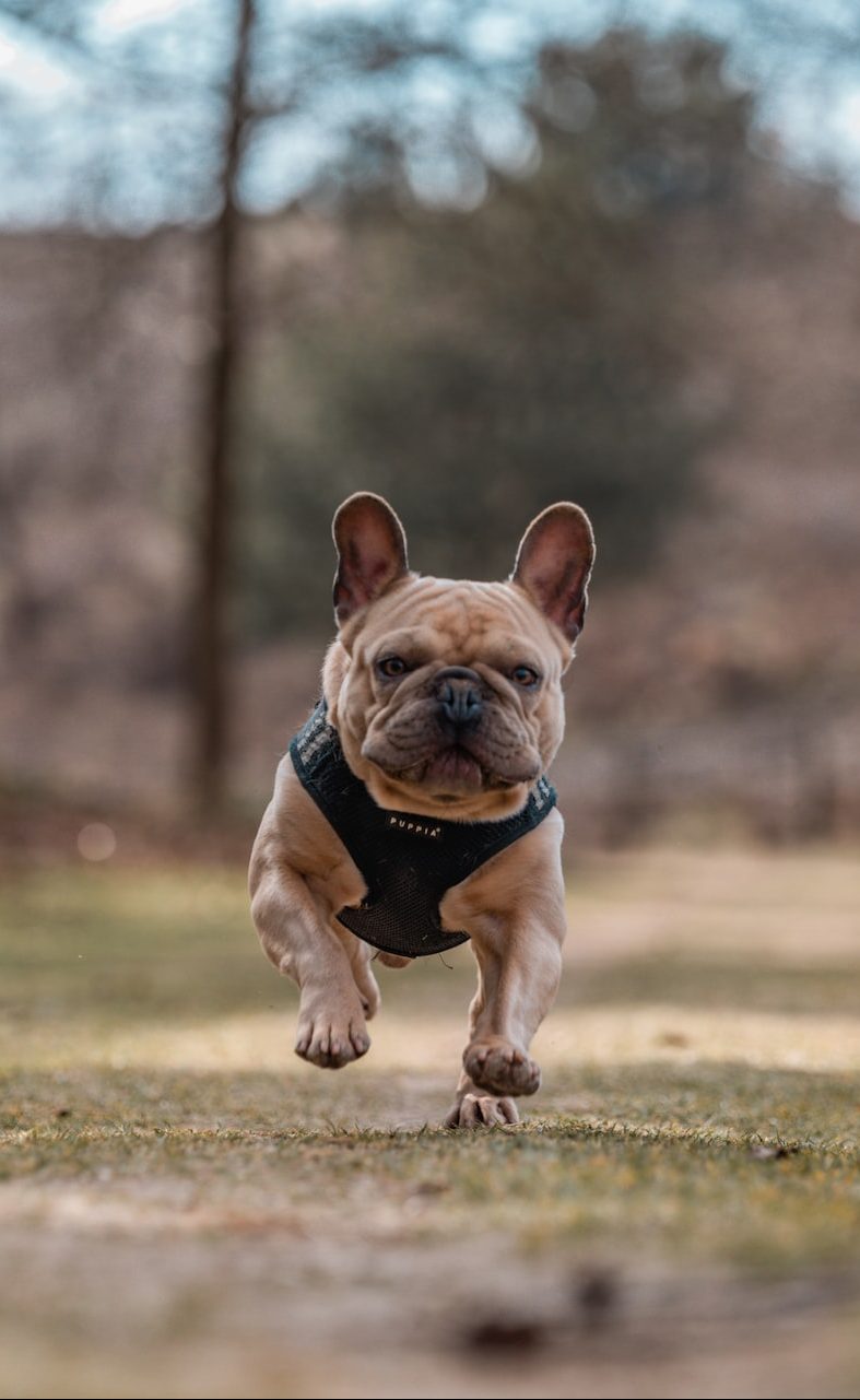 CCL injuries - Animal Rehabilitation