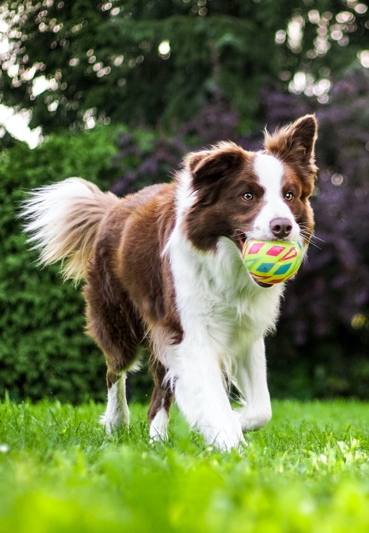 CCL injuries - Animal Rehabilitation